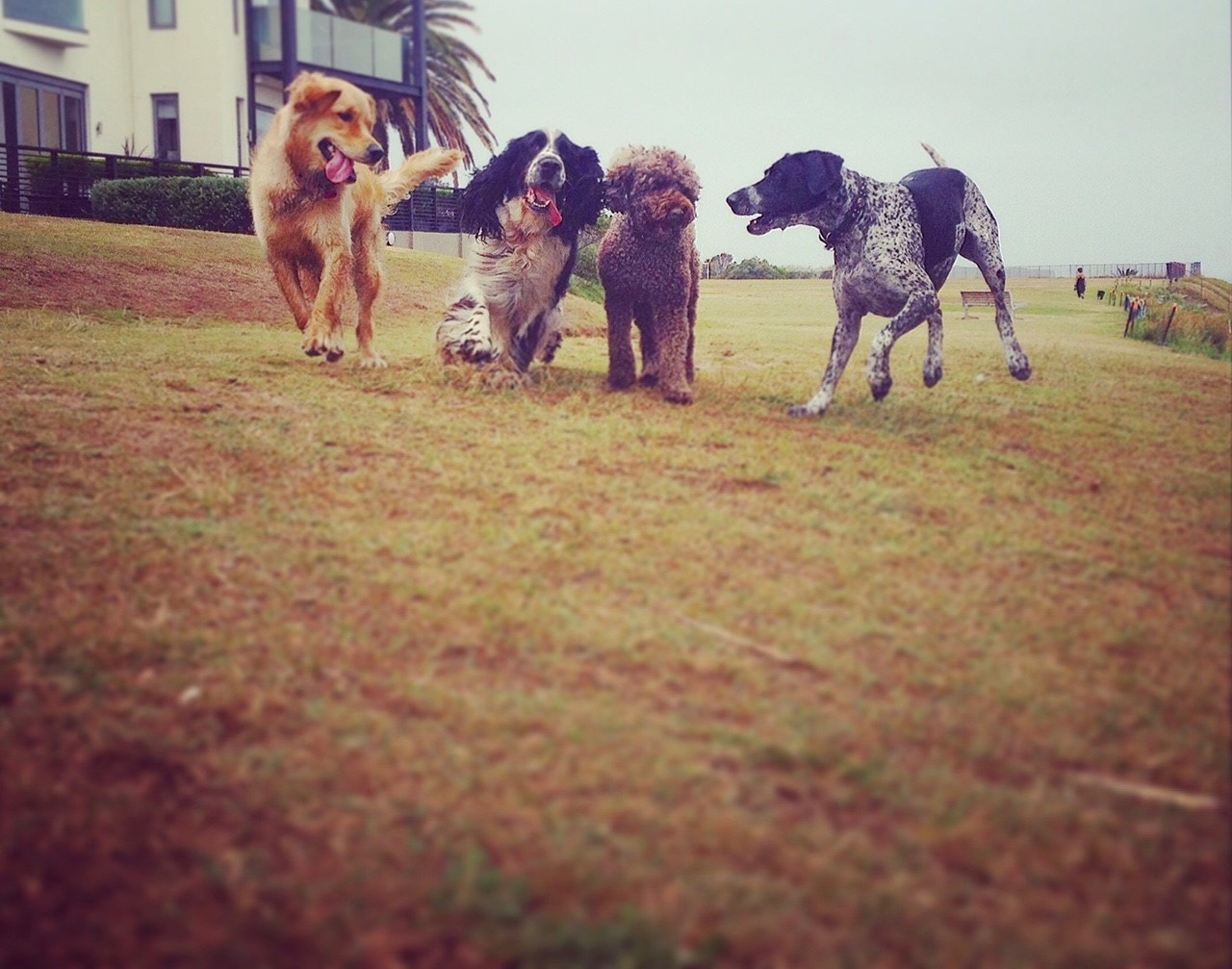Gallery - Doggy Social